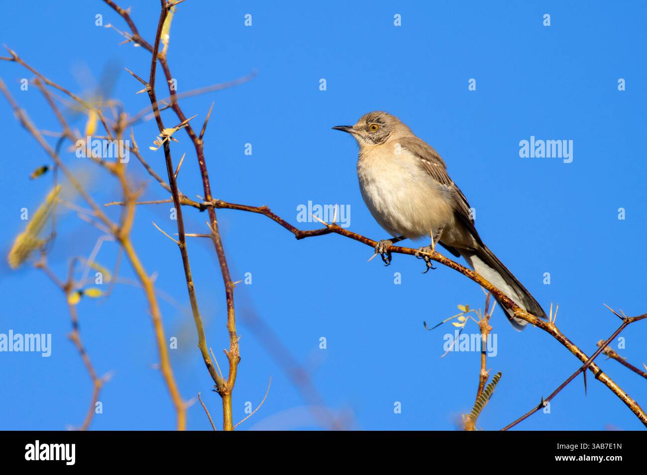 Northern Mockingbird (Mimus polyglottos), Riparian Preserve at Water ...