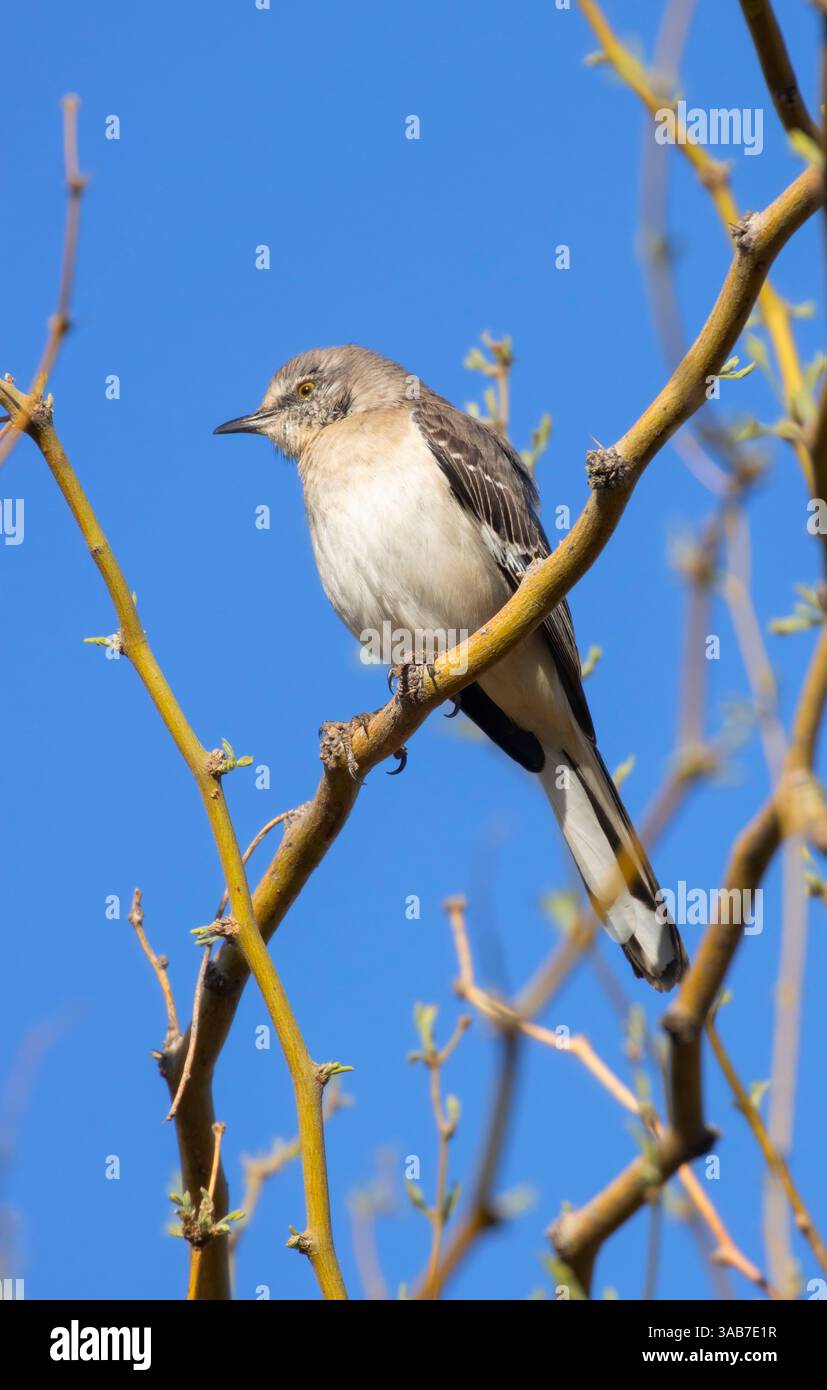 Northern Mockingbird (Mimus polyglottos), Riparian Preserve at Water ...