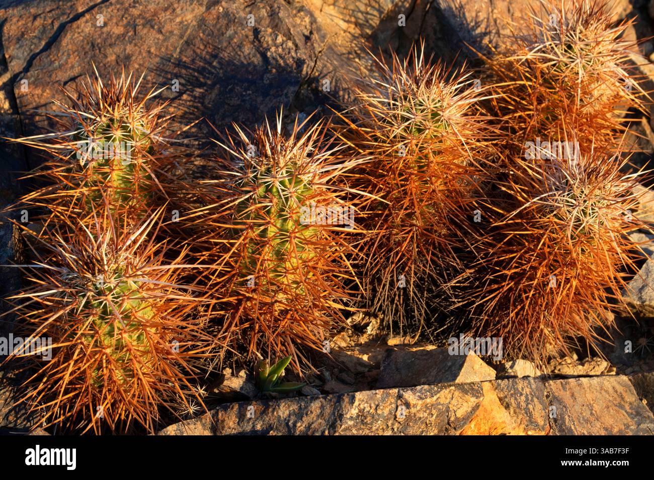 Strawberry hedgehog cactus (Echinocereus engelmannii), Sawtooth Canyon ...