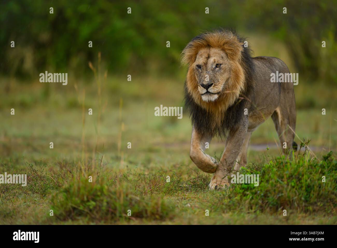 Male lion from the Topi pride walking across the savannah, Masai Mara, Kenya Stock Photo - Alamy