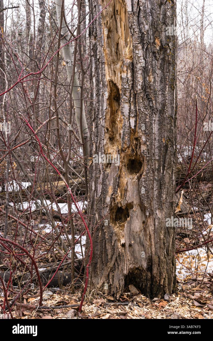 Infested dead tree with artificial tree hollows made by birds Stock ...