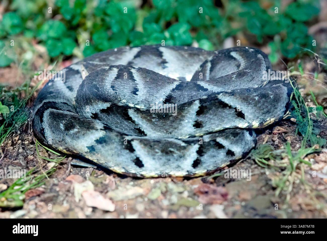 Venomous Brazilian snake, jararaca caiçaca camouflaged in dry foliage ...