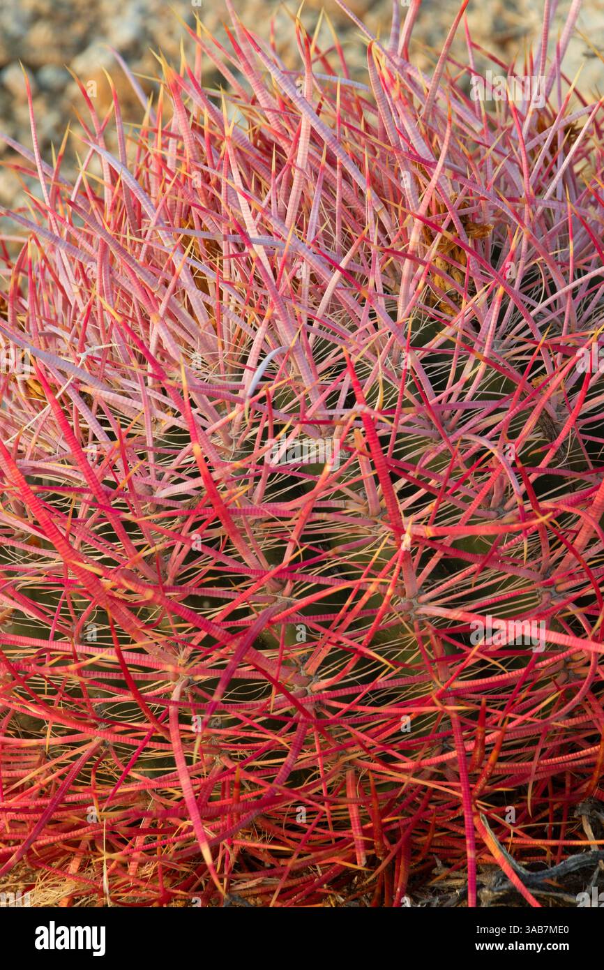 California barrel cactus (Ferocactus cylindraceus) along Contact Mine ...