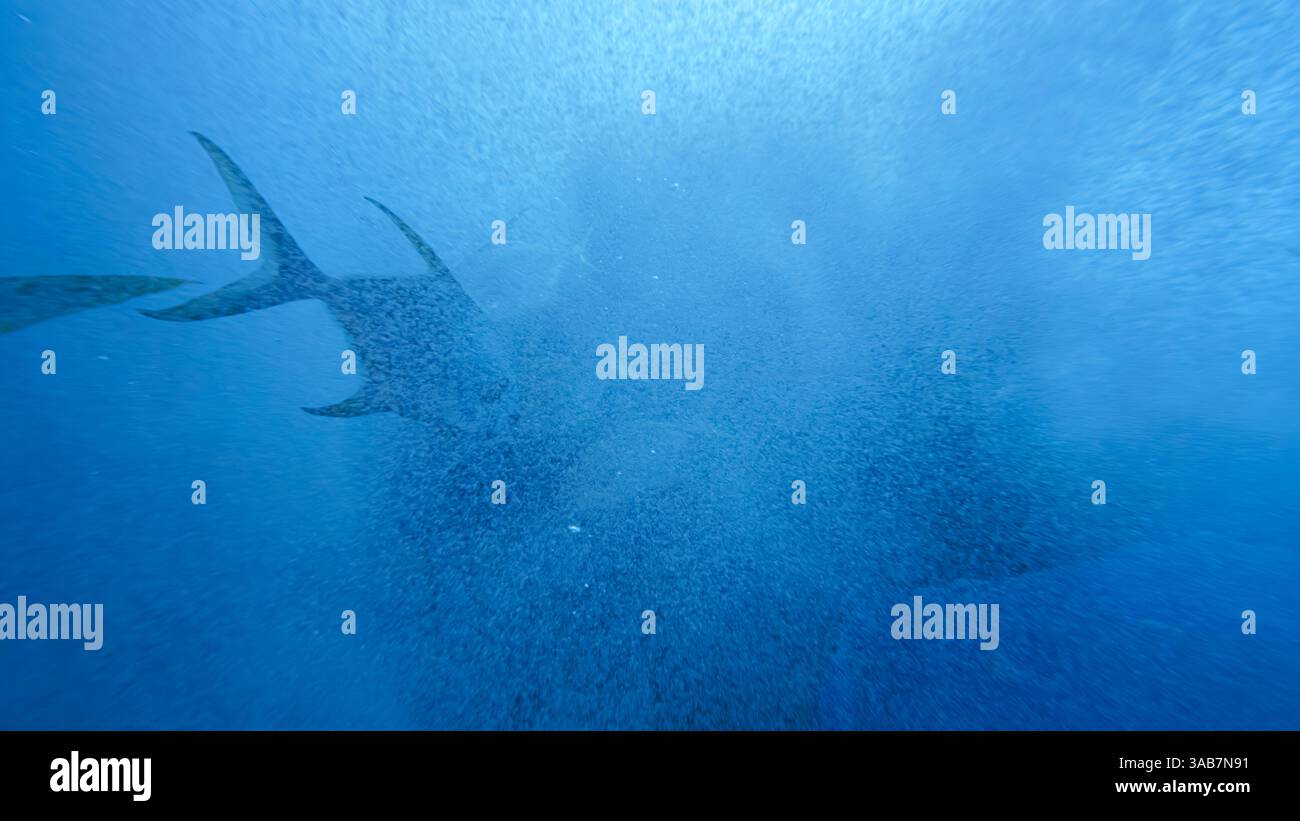 Panoramic view underwater shooting of air bubbles and blue water ...