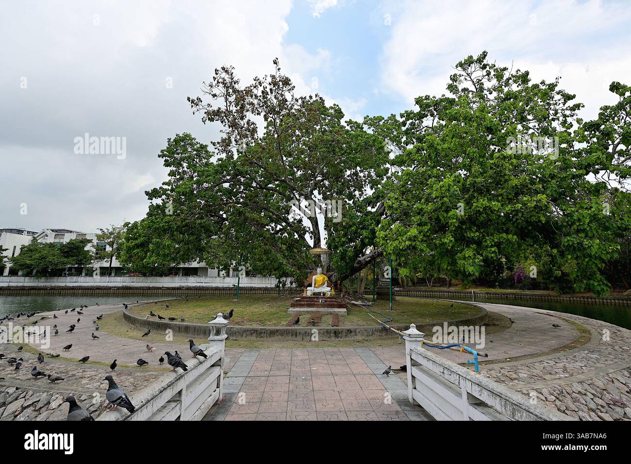 Descendant of sapling from the original Bodhi tree at the Mahabodhi ...