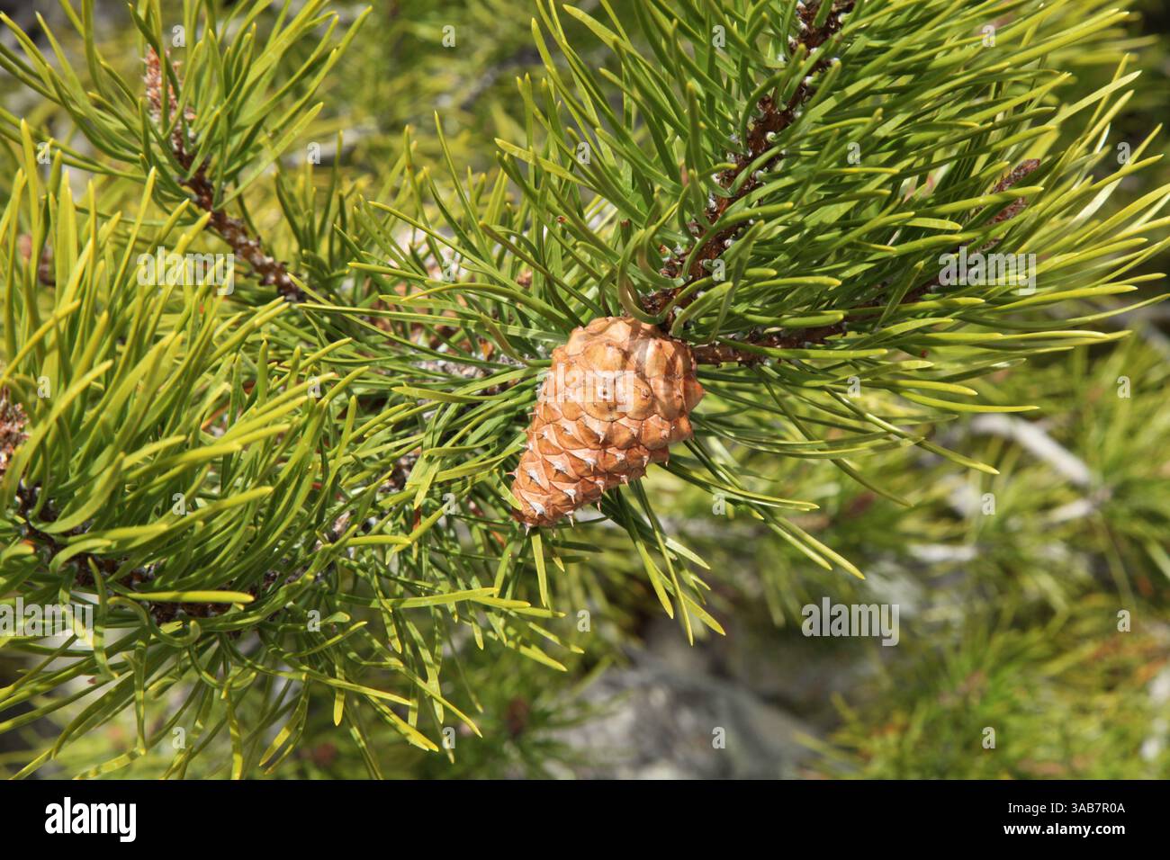 Lodgepole Pine (Pinus contorta) cone in Beartooth Mountains, Montana ...