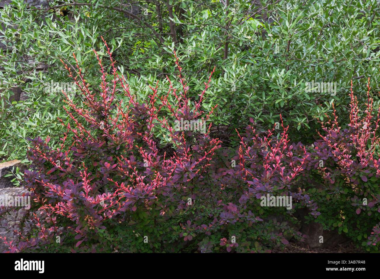 Berberis thunbergii - 'Rose Glow' Japanese Barberry in spring, Quebec ...