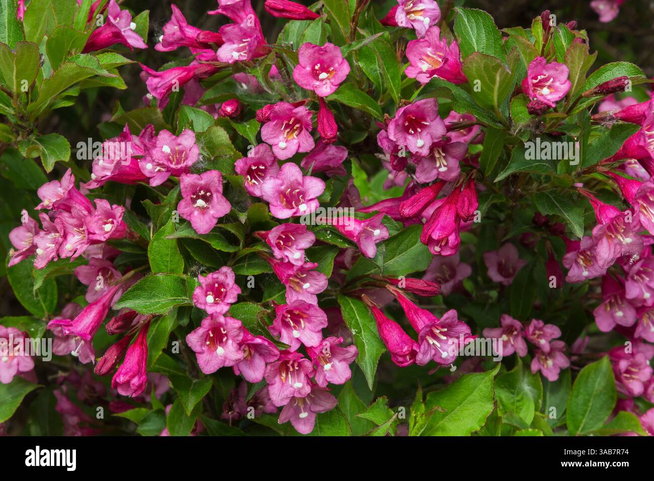 Weigela ‘Eva Rathke’ in spring, Quebec, Canada Stock Photo - Alamy