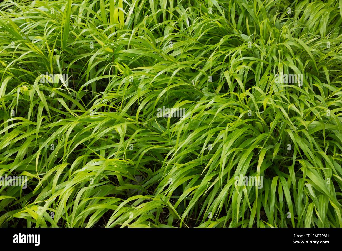 Hakonechloa macra 'Aureola' - Perennial Grass in spring, Quebec, Canada ...