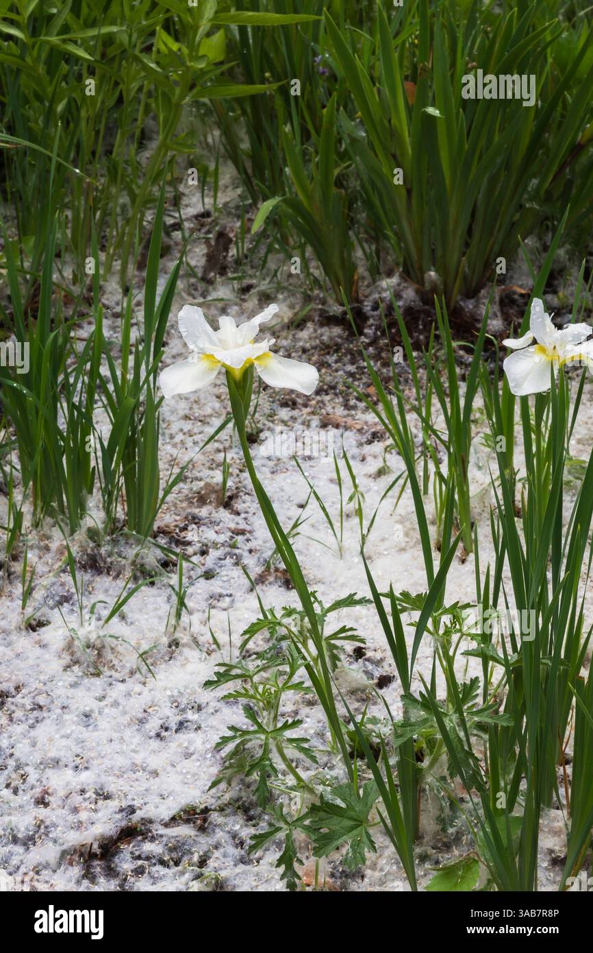 White Iris flowers and released windblown Taraxacum officinale ...