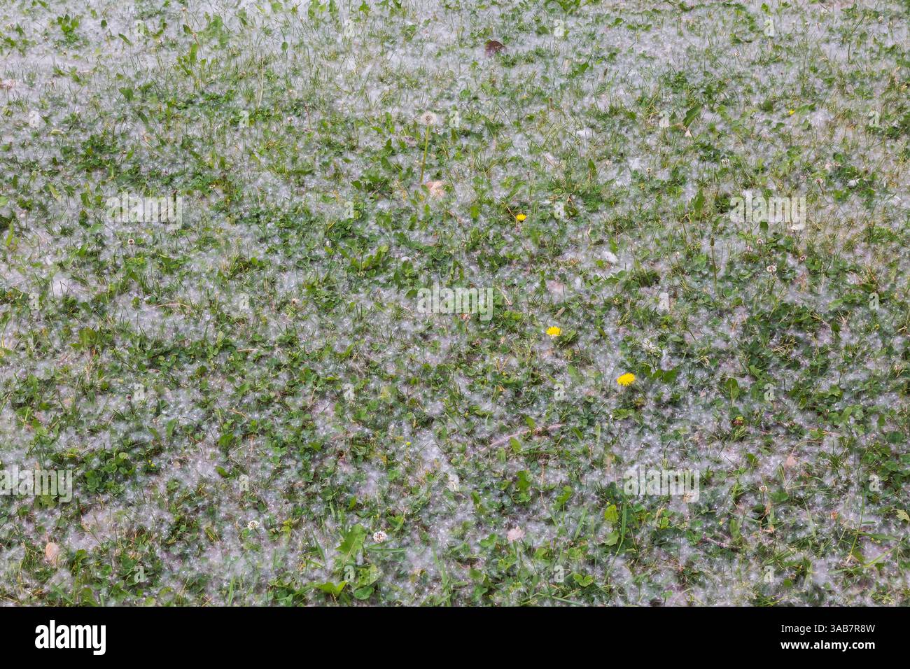Taraxacum officinale - Dandelion plants and released windblown seeds ...