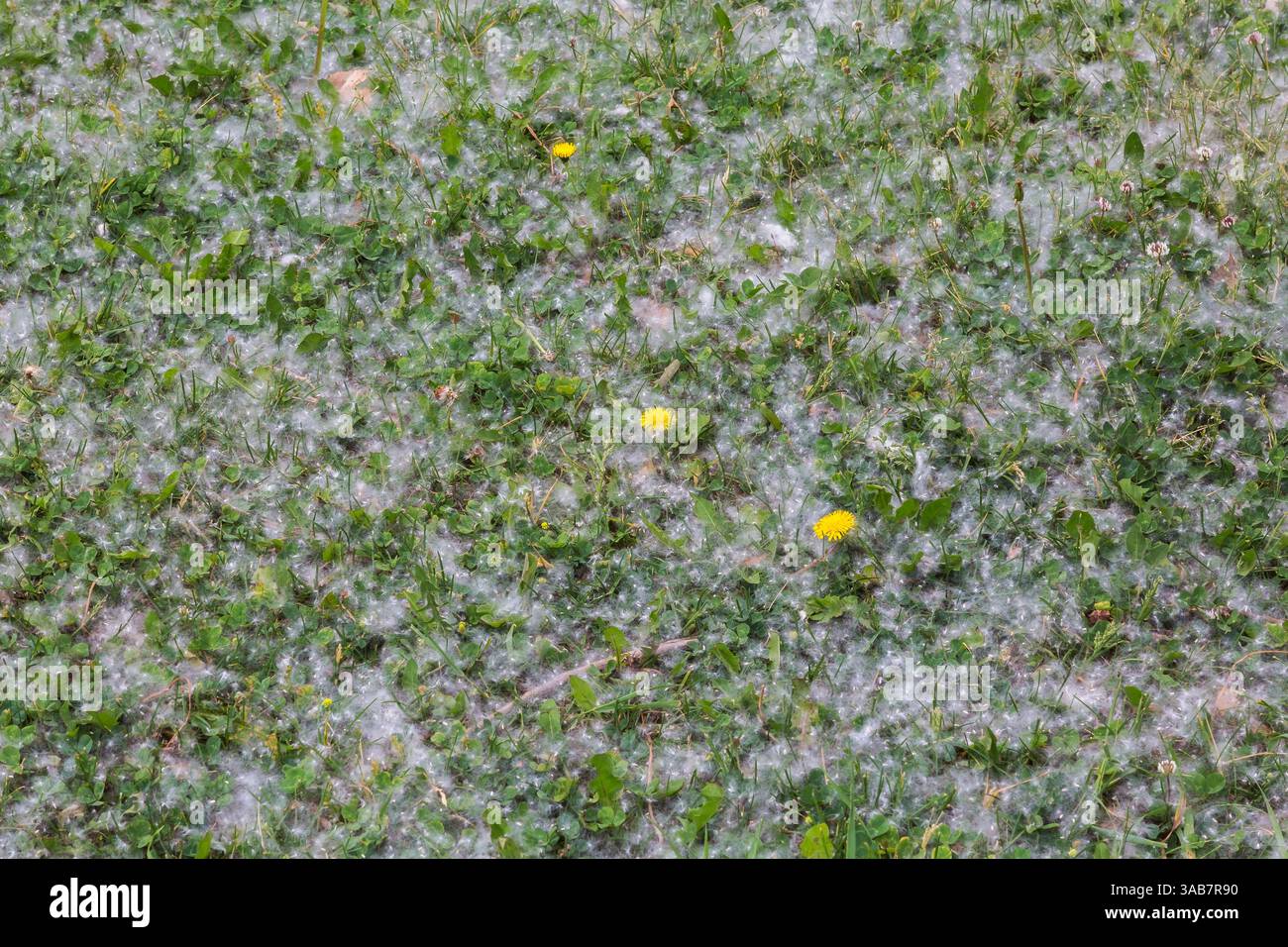 Taraxacum officinale - Dandelion plants and released windblown seeds ...