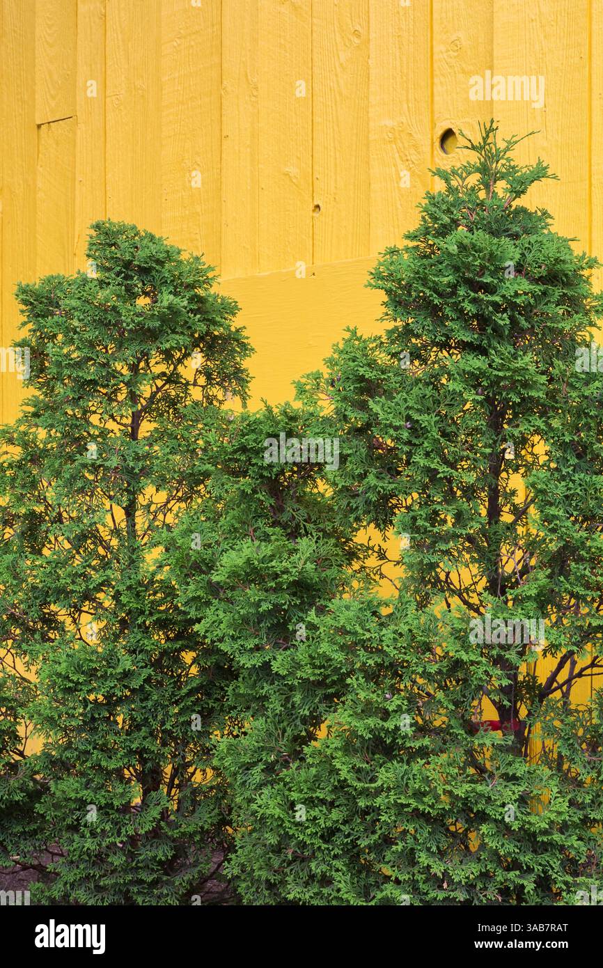 Thuja occidentalis - White Cedar trees in spring, Quebec, Canada Stock ...