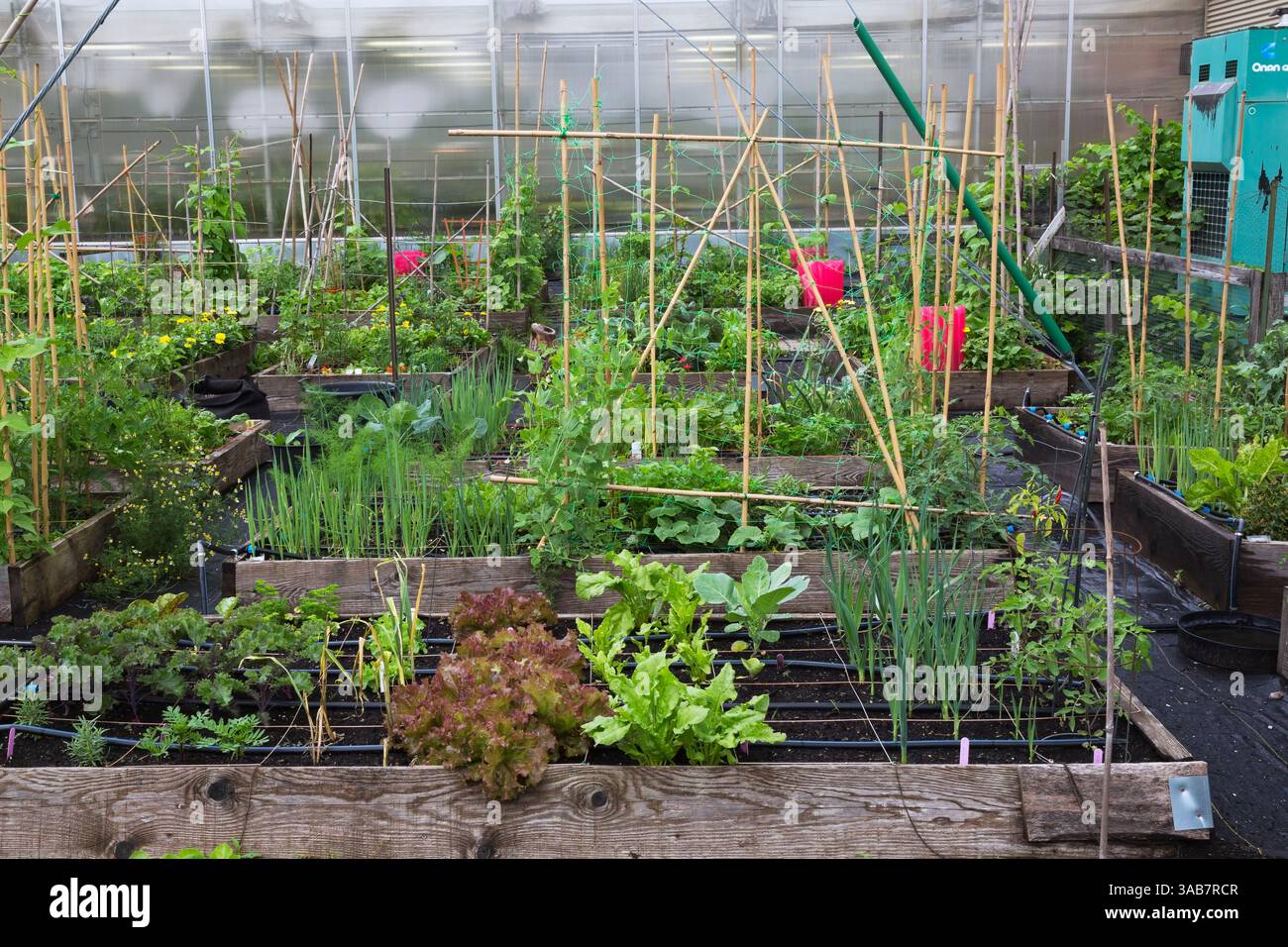 Herb and vegetable plants growing in wooden frames in organic garden in ...