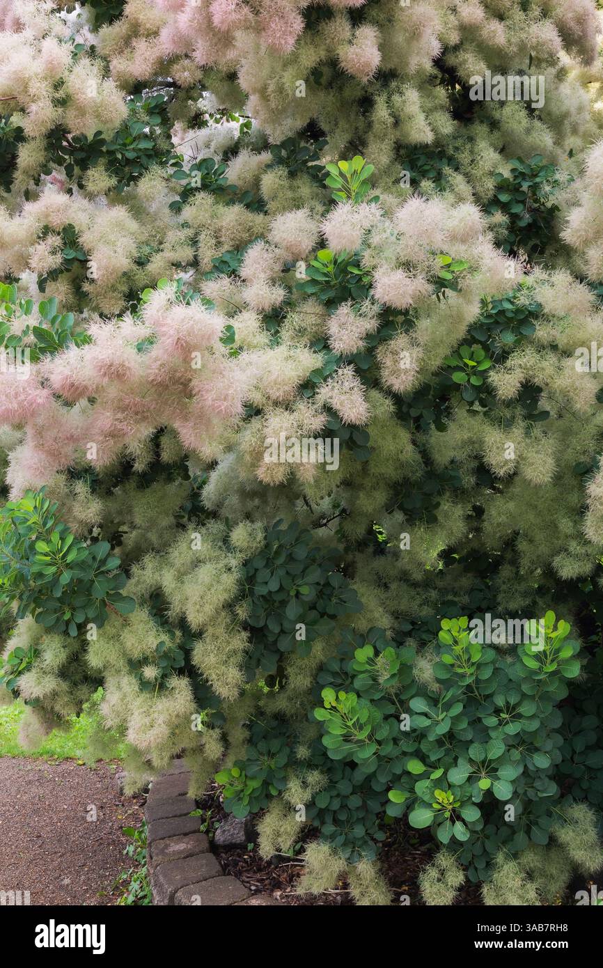 Cotinus obovatus - Smoke Tree in summer, Quebec, Canada Stock Photo - Alamy