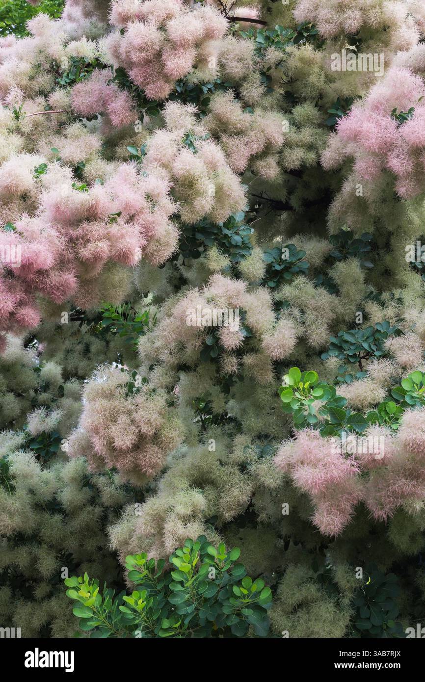 Cotinus obovatus - Smoke Tree in summer, Quebec, Canada Stock Photo - Alamy