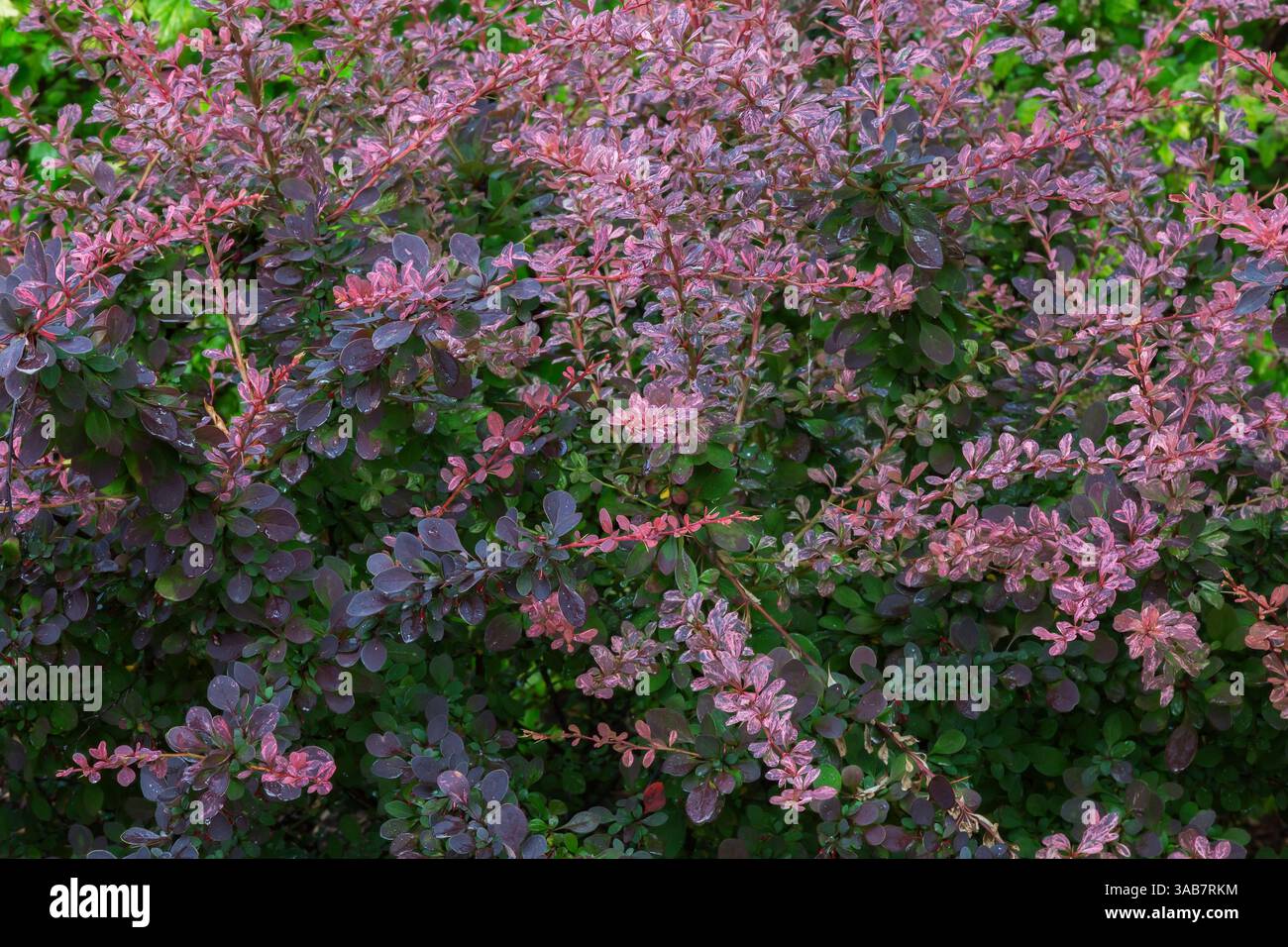 Berberis thunbergii 'Rose Glow' - Japanese Barberry shrub in summer ...