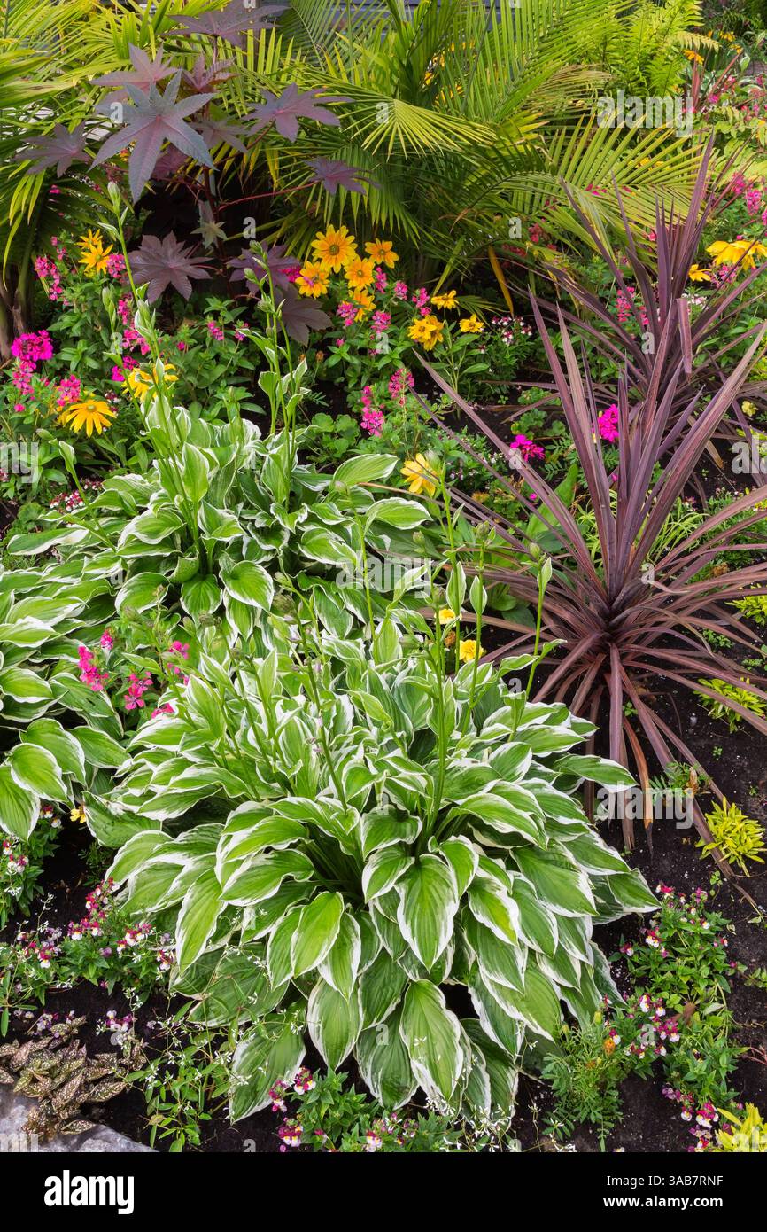 Hosta, pink Cuphea, Cordyline - Cabbage Palm, yellow Rudbeckia hirta ...