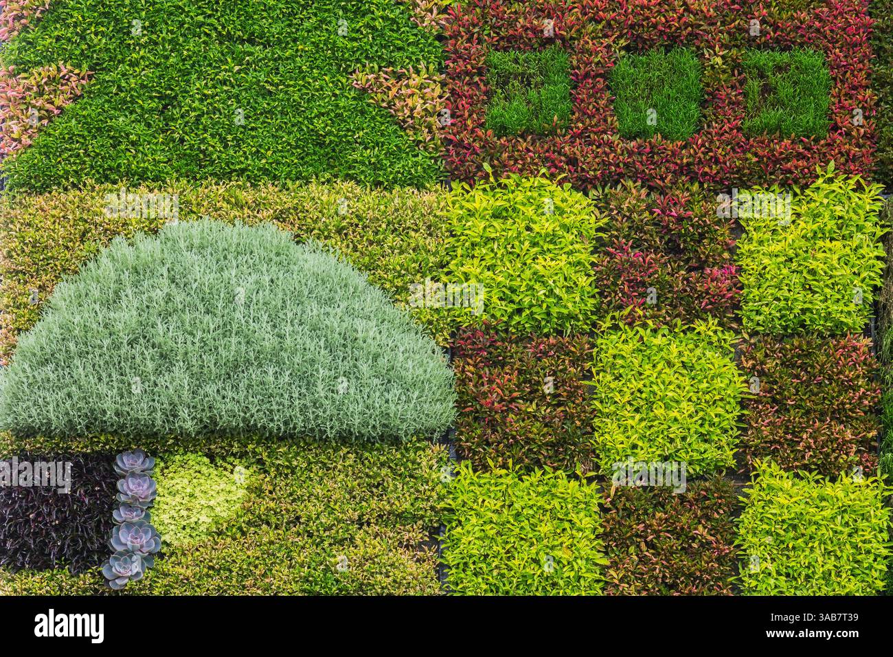Vertical garden wall with Santolina chamaecyparissus 'Lambrook Silver ...