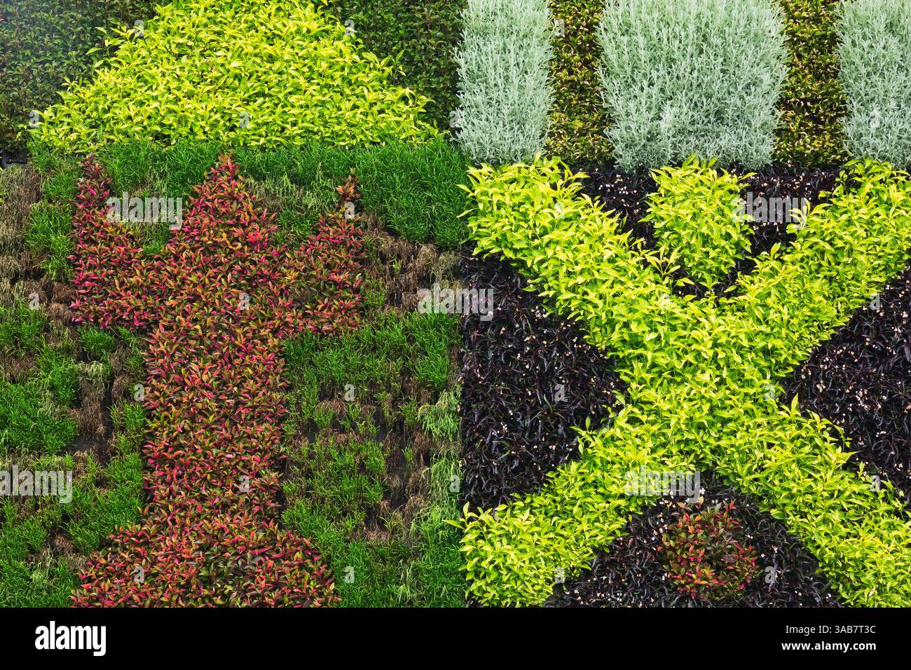 Vertical garden wall with mixed Alternanthera - Joseph's Coat ...