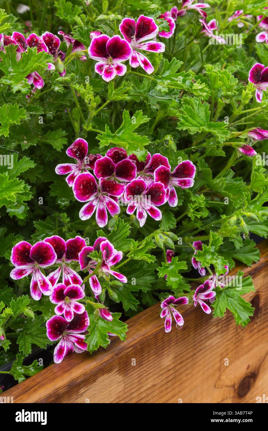 Pelargonium 'Citronella' - Scented Geranium growing in wooden flower ...