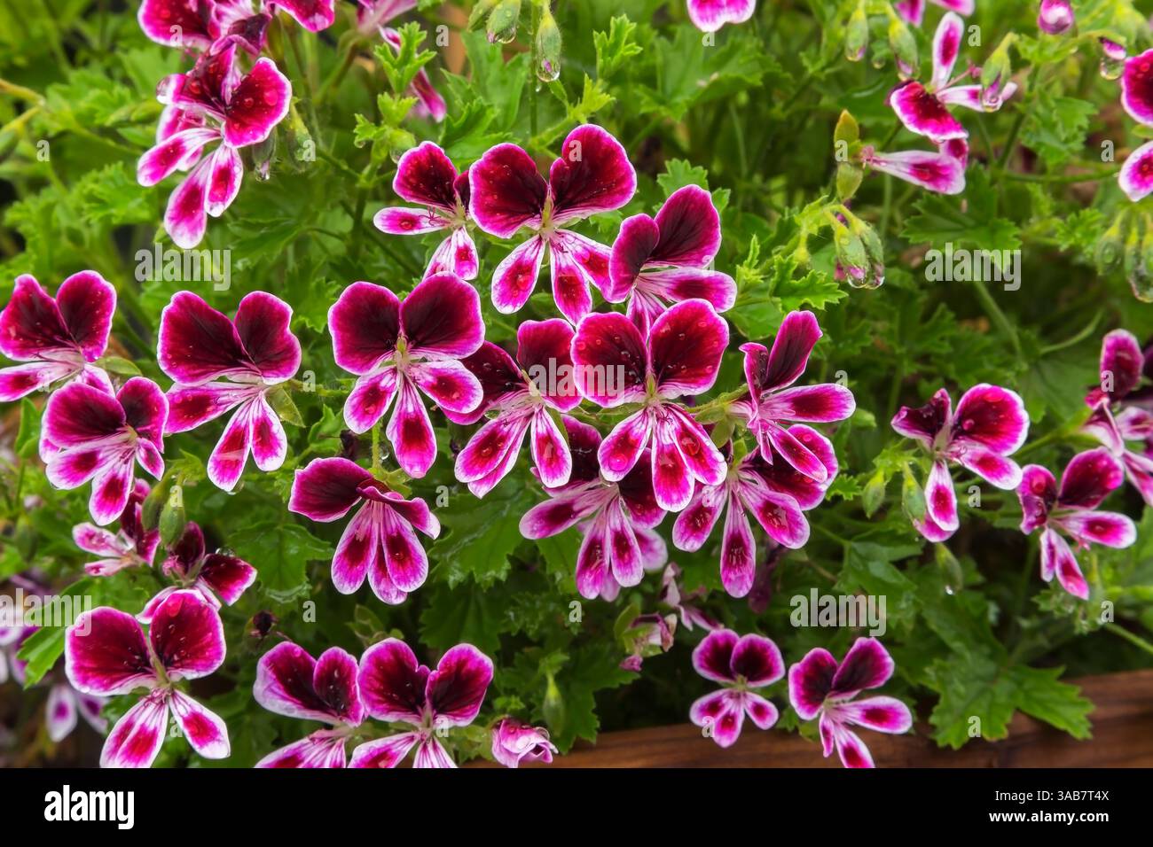 Pelargonium 'Citronella' - Scented Geranium in summer, Quebec, Canada ...