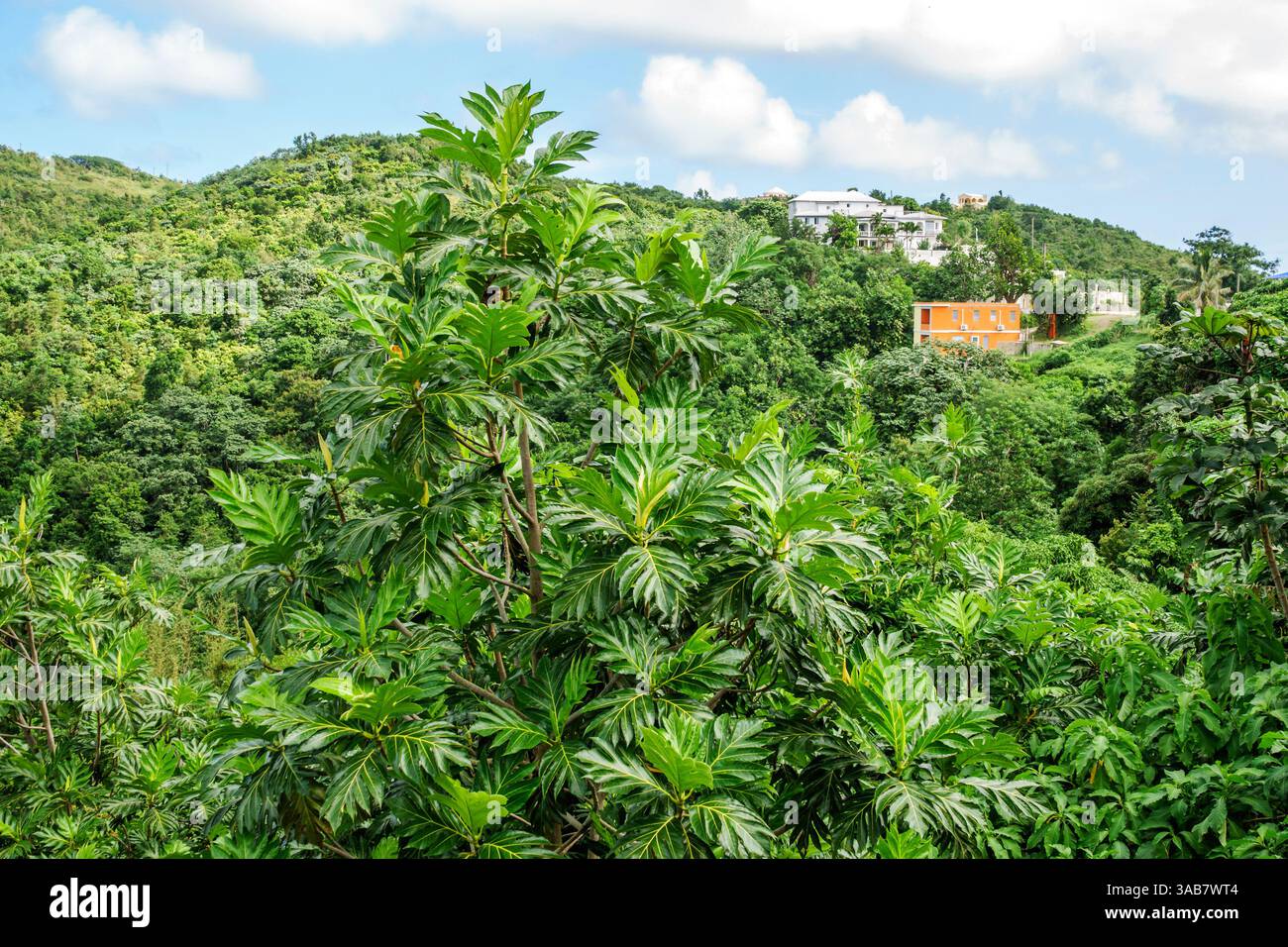 Road Town Tortola,British Virgin Islands BVI,Ridge Road,central ...