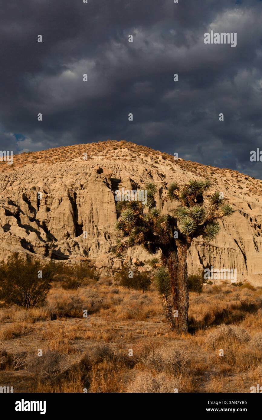 A yucca brevifolia (also known as the Joshua tree, yucca palm, tree ...