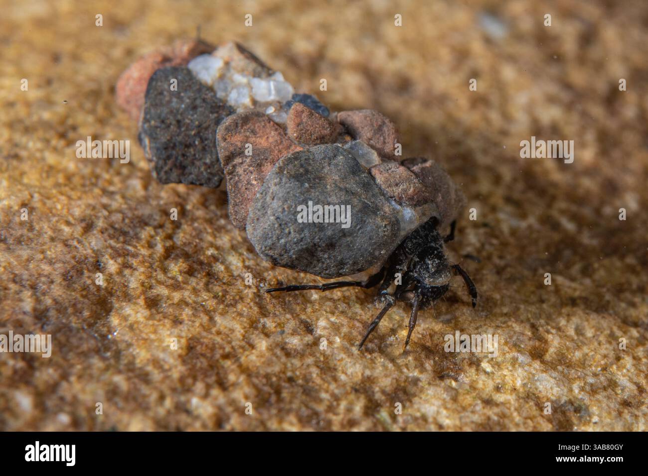 A caddisfly larvae carrying its portable casing made of stones and ...