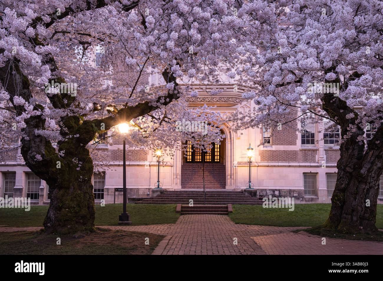 WA28255-00...WASHNGTON - Cherry trees in bloom at dawn on the ...