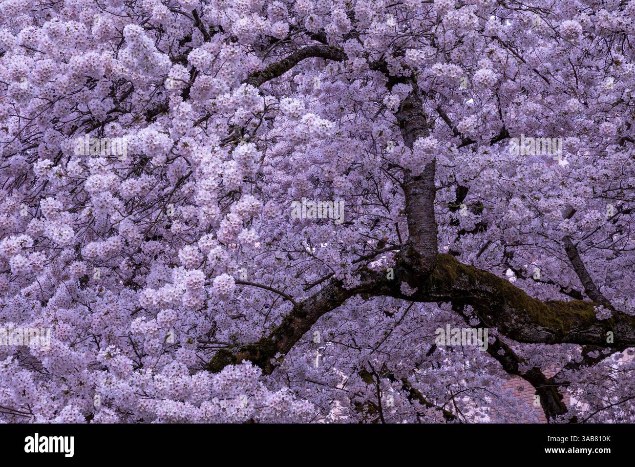 WA28261-00...WASHIINGTON - Branch covered with cherry blossom at the ...