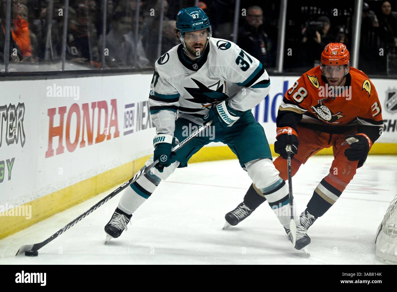 San Jose Sharks defenseman Timothy Liljegren (37) controls the puck ...