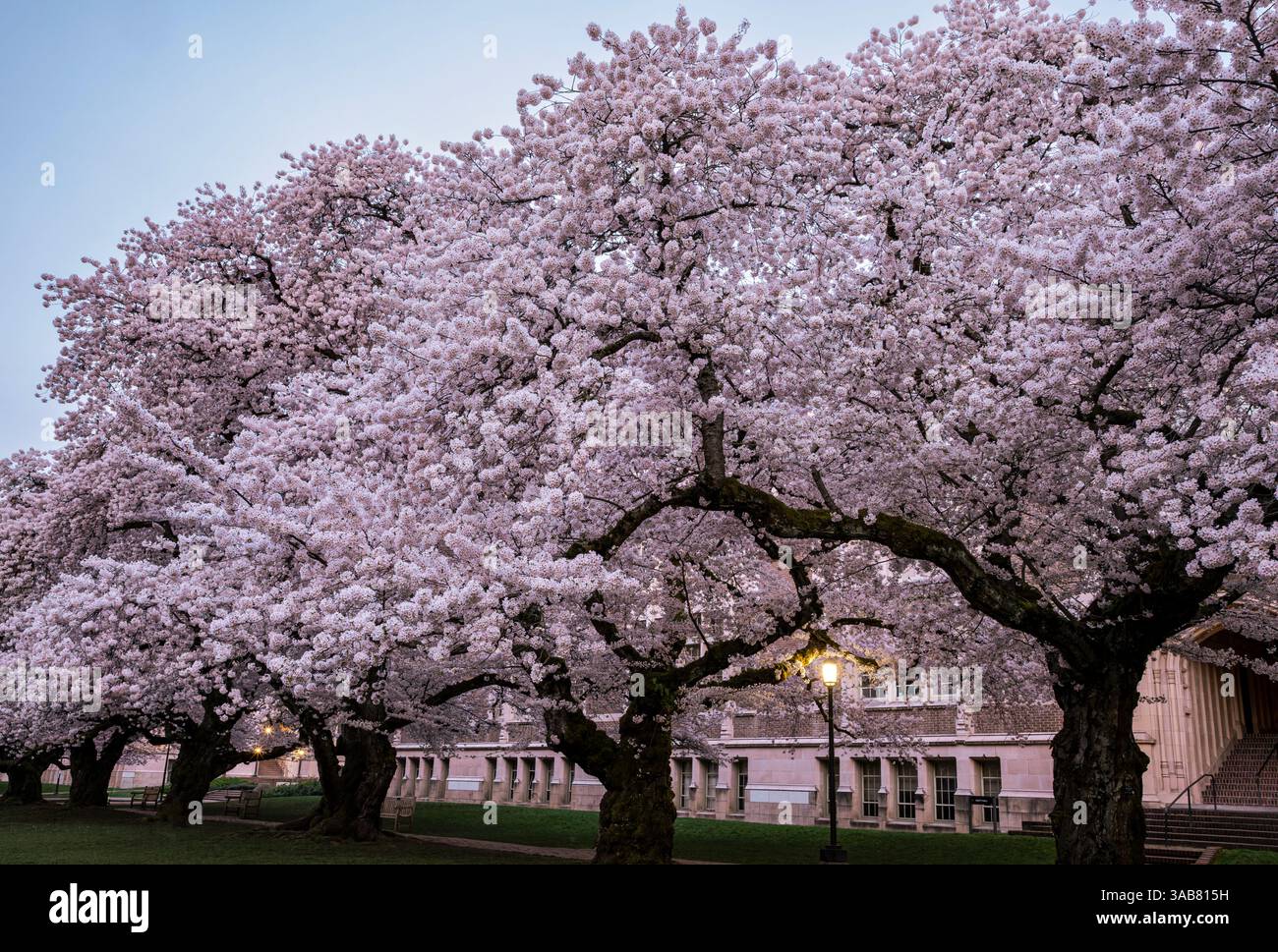 90 year old trees hi-res stock photography and images - Alamy