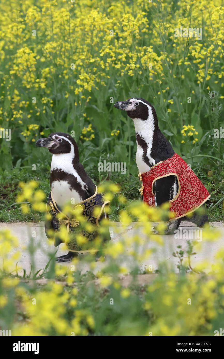 **CHINESE MAINLAND, HONG KONG, MACAU AND TAIWAN OUT** Two captive-bred ...