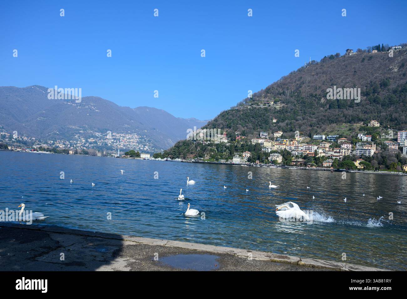 Swans and other birds on Lake Como – Como, Italy – 05 March 2025 Stock ...