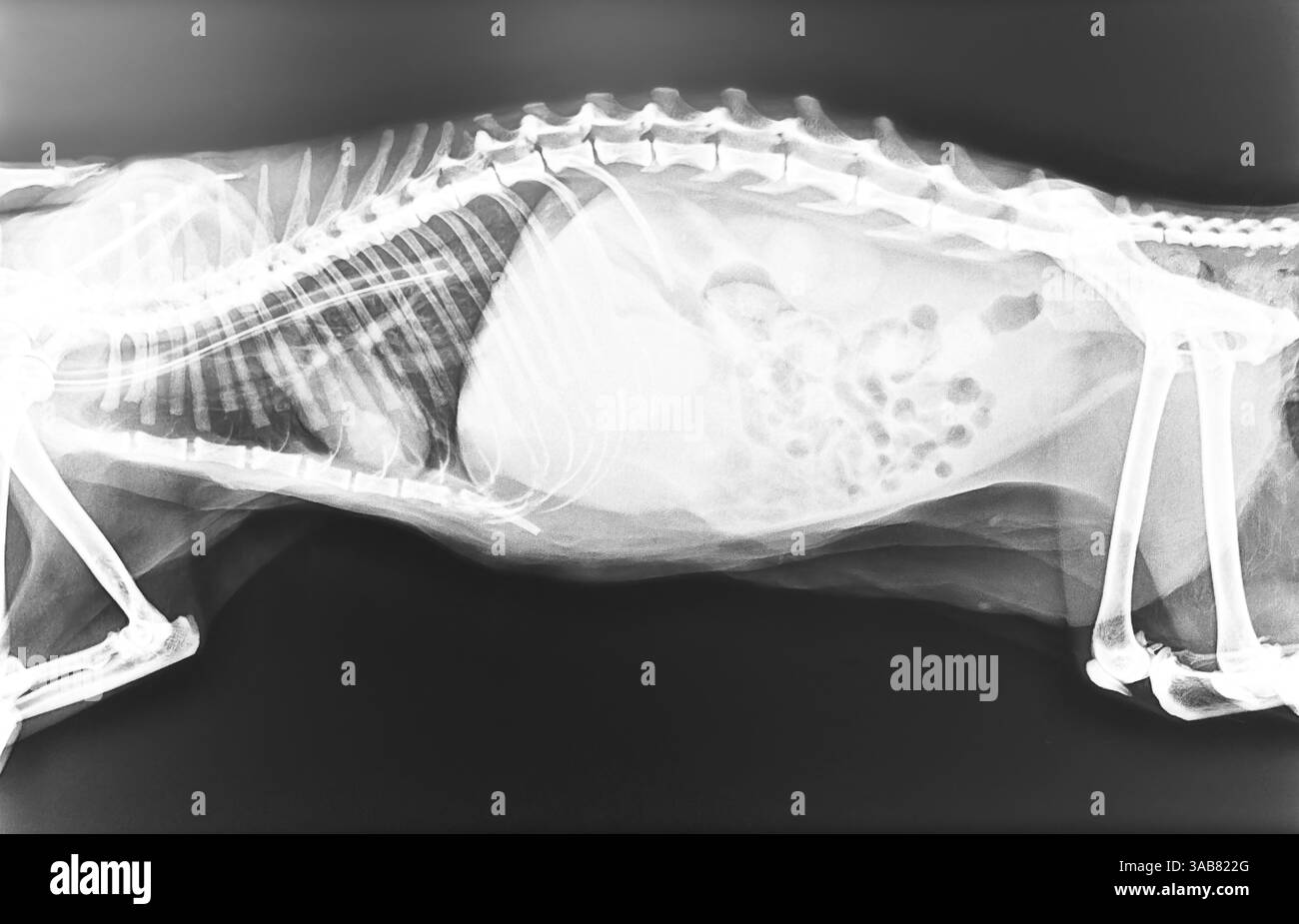 Animal x-ray. Dog x-ray. Dog show in normal x-ray film Stock Photo - Alamy
