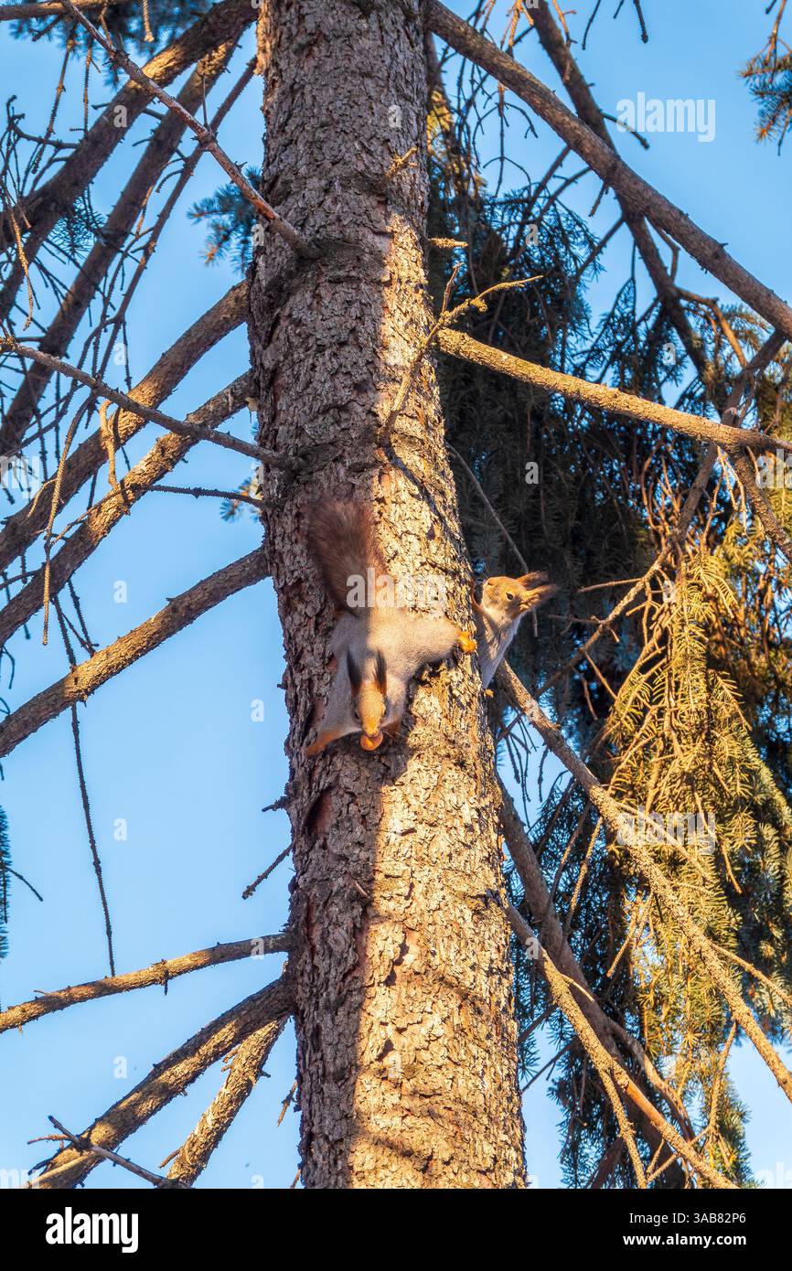 Two squirrels with fluffy tails on the trunk of an old tree. Two Red ...