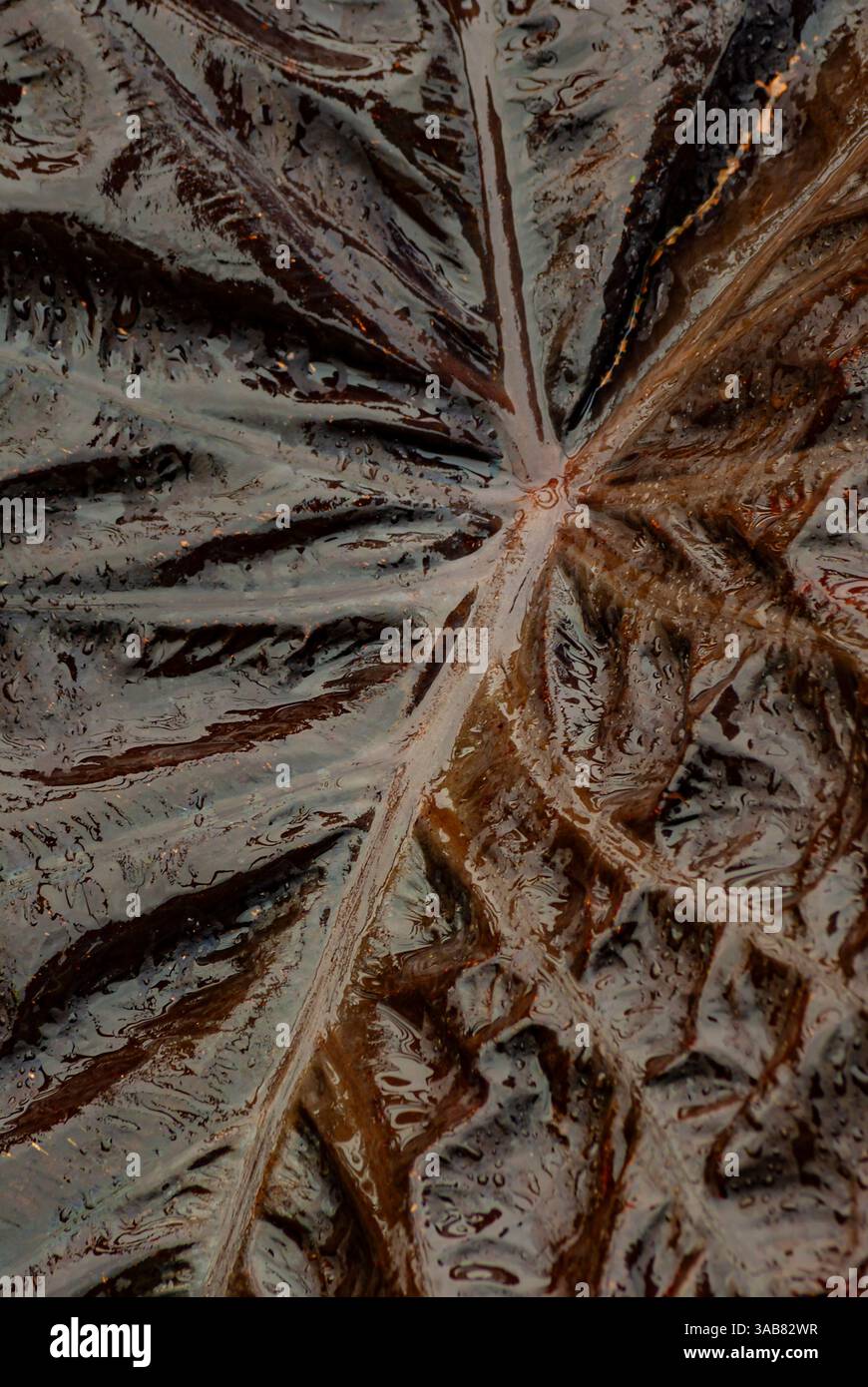 The wet backside of an Elephant plant leaf, shows an exquisite deatil ...