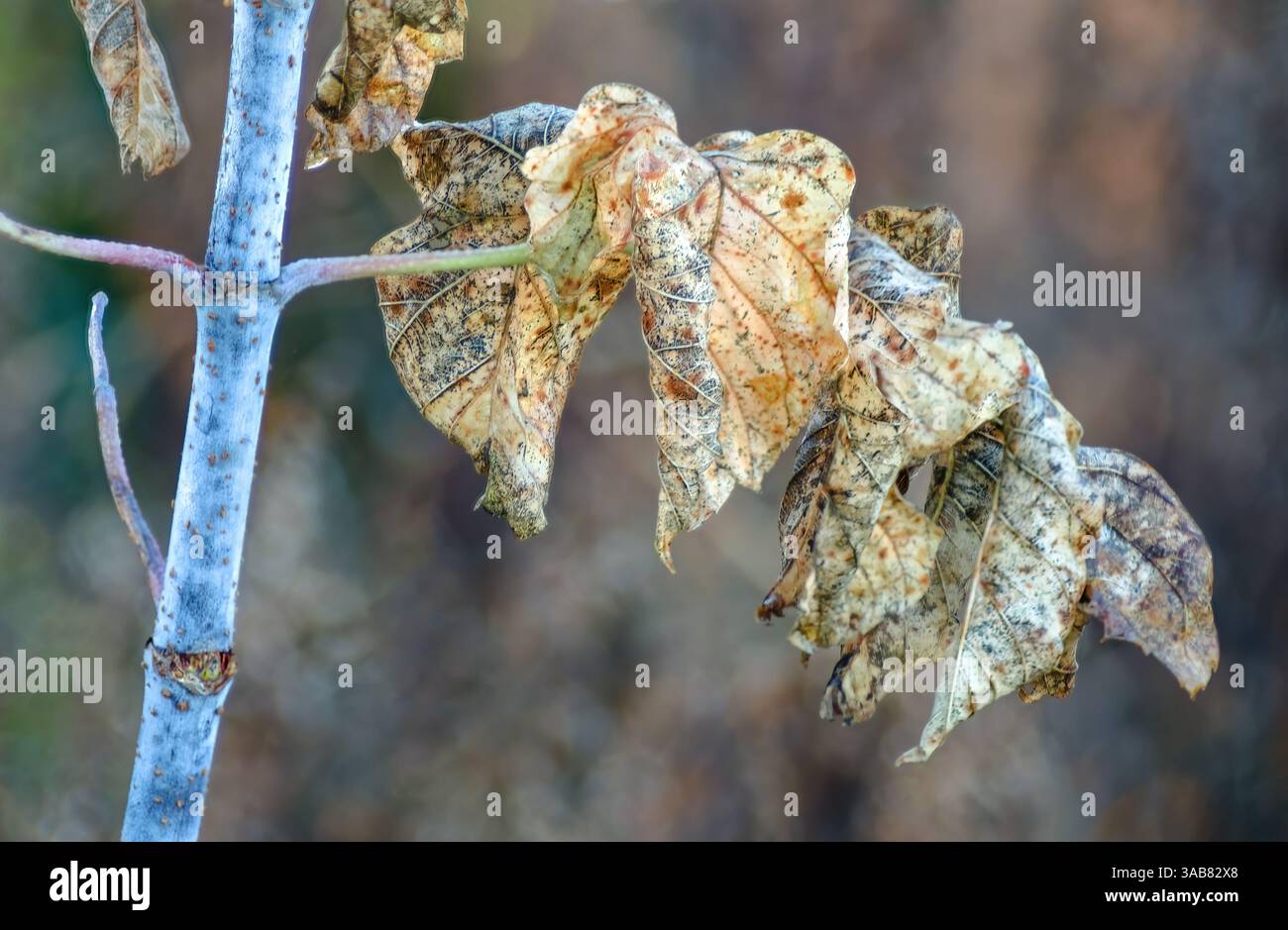 A Box Elder tree branch (Acer negundo) still has its leaves in mid ...