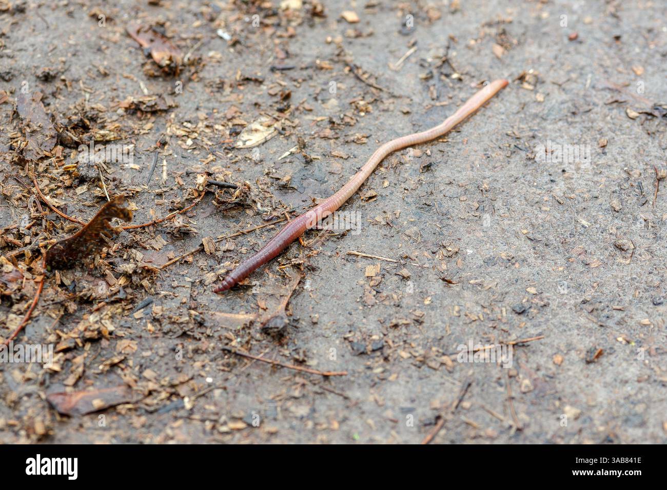 Earthworm crawling on soil hi-res stock photography and images - Alamy