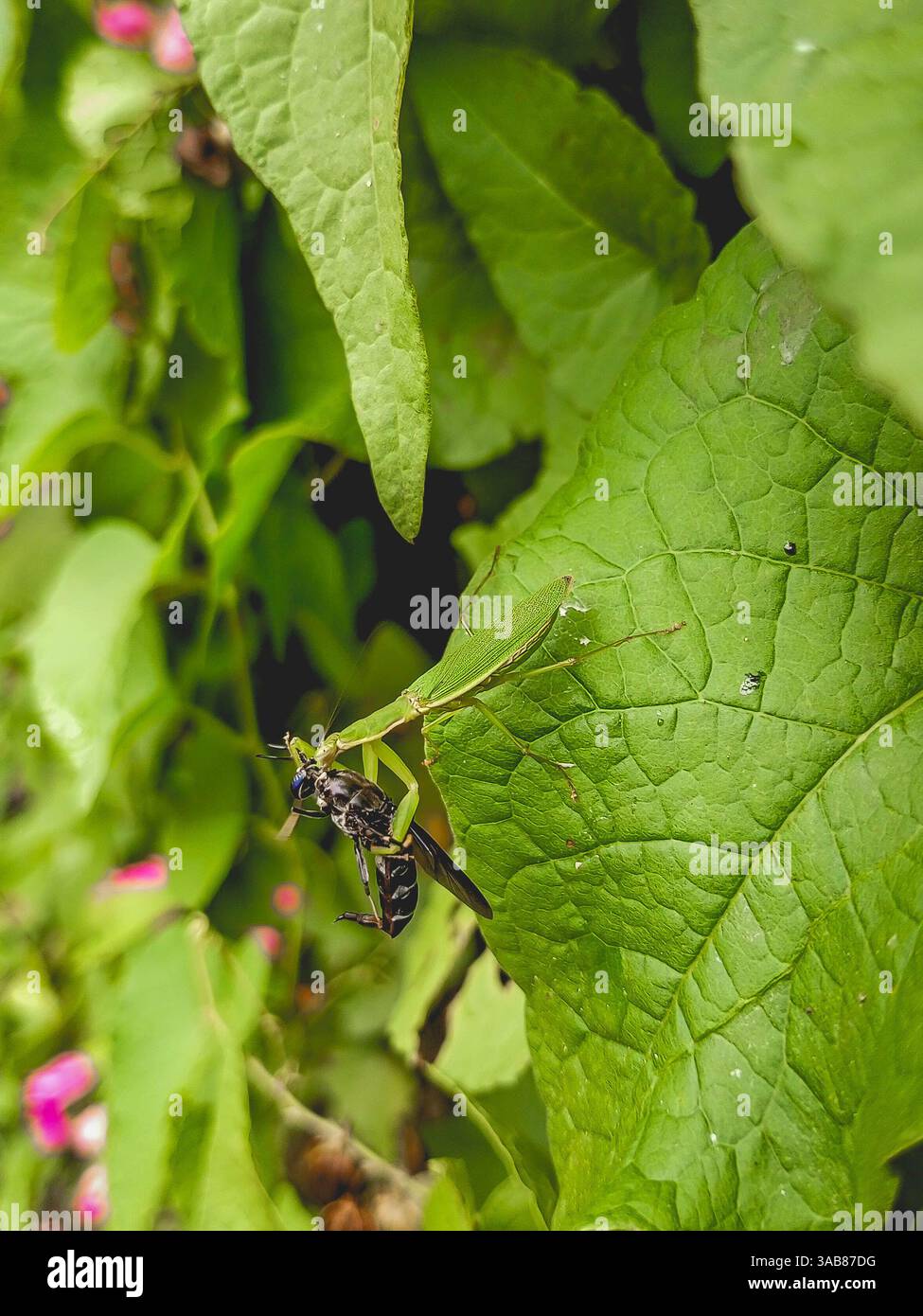 Juvenile praying mantis catch black soldier fly as the prey Stock Photo ...