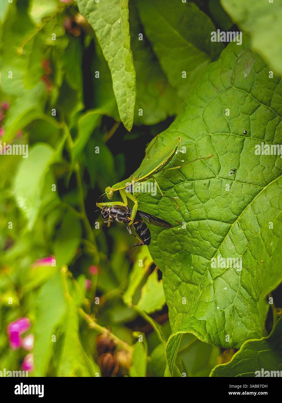Juvenile praying mantis catch black soldier fly as the prey Stock Photo ...