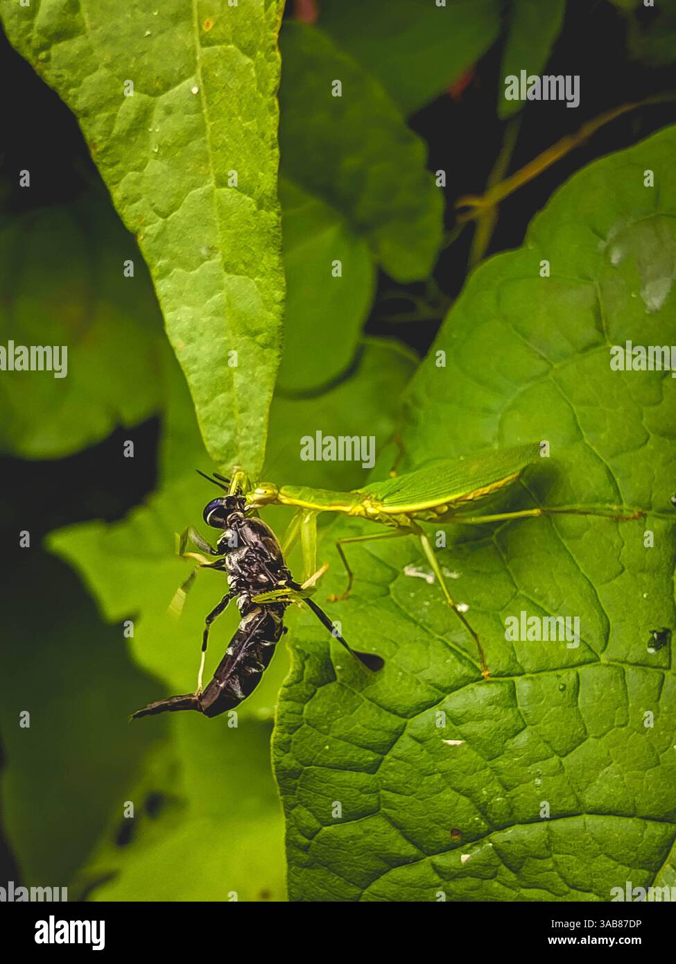 Juvenile praying mantis catch black soldier fly as the prey Stock Photo ...