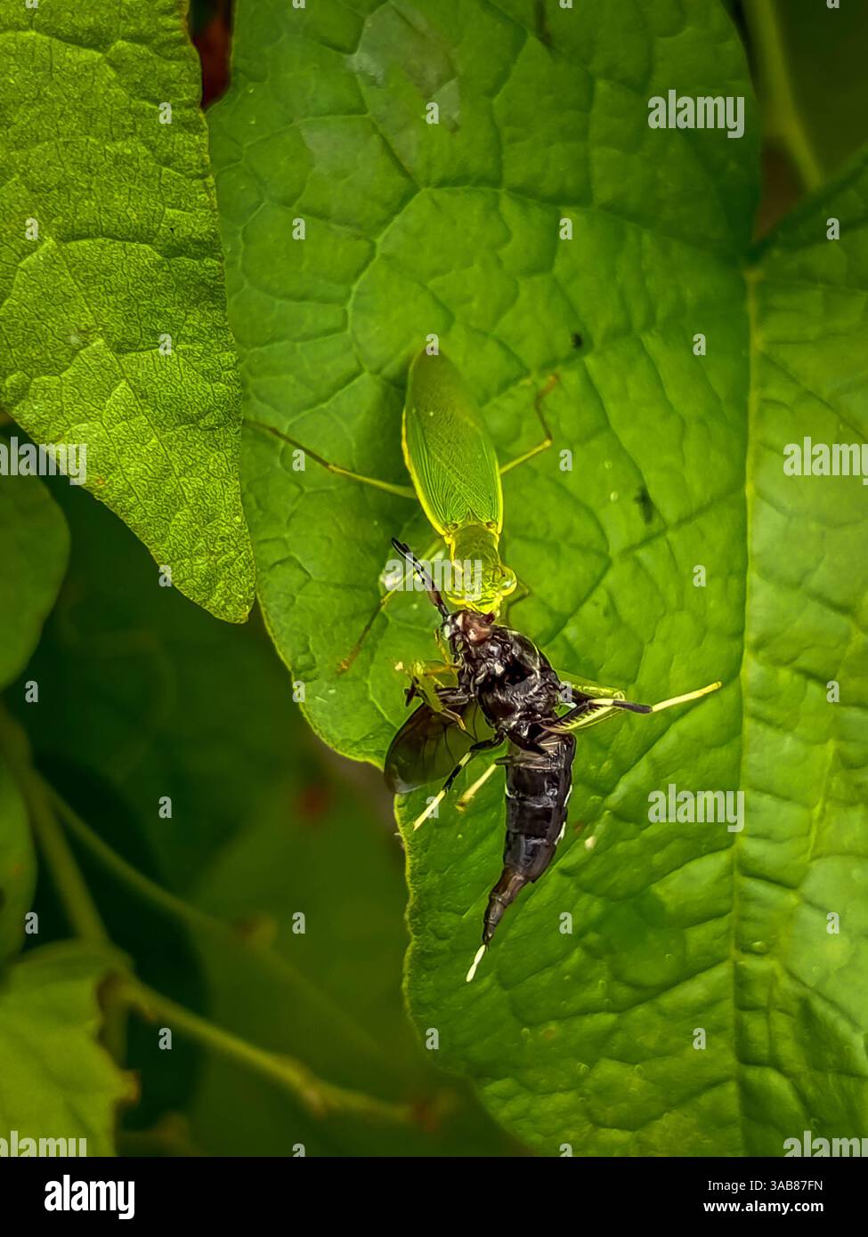 Juvenile praying mantis catch black soldier fly as the prey Stock Photo ...