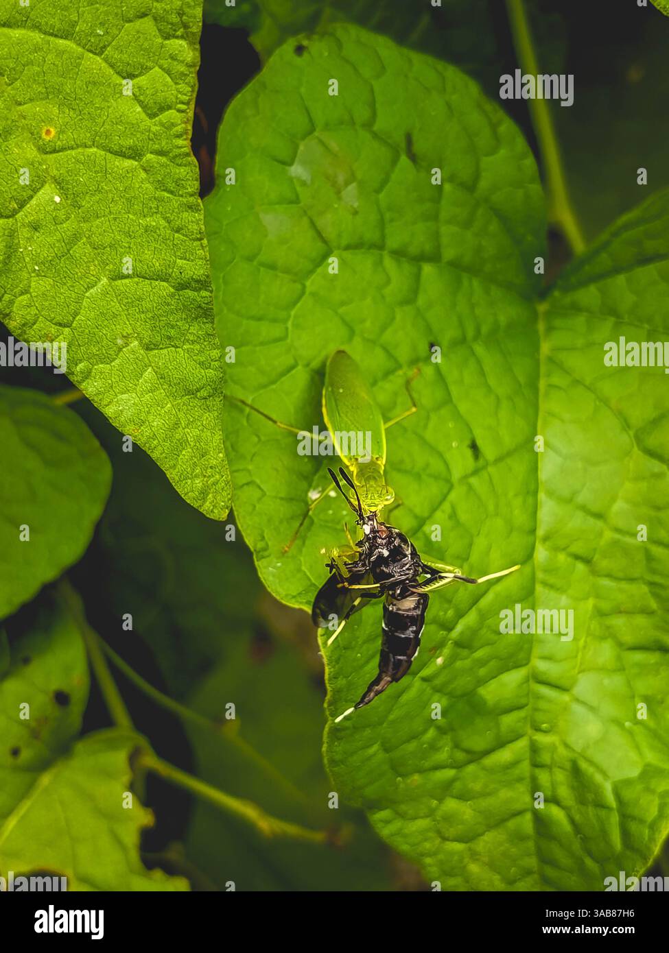 Juvenile praying mantis catch black soldier fly as the prey Stock Photo ...
