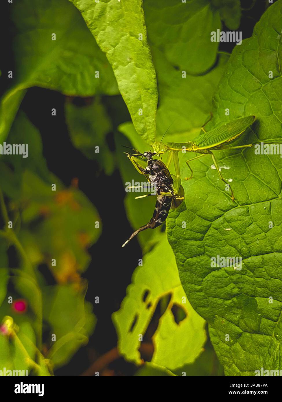 Juvenile praying mantis catch black soldier fly as the prey Stock Photo ...