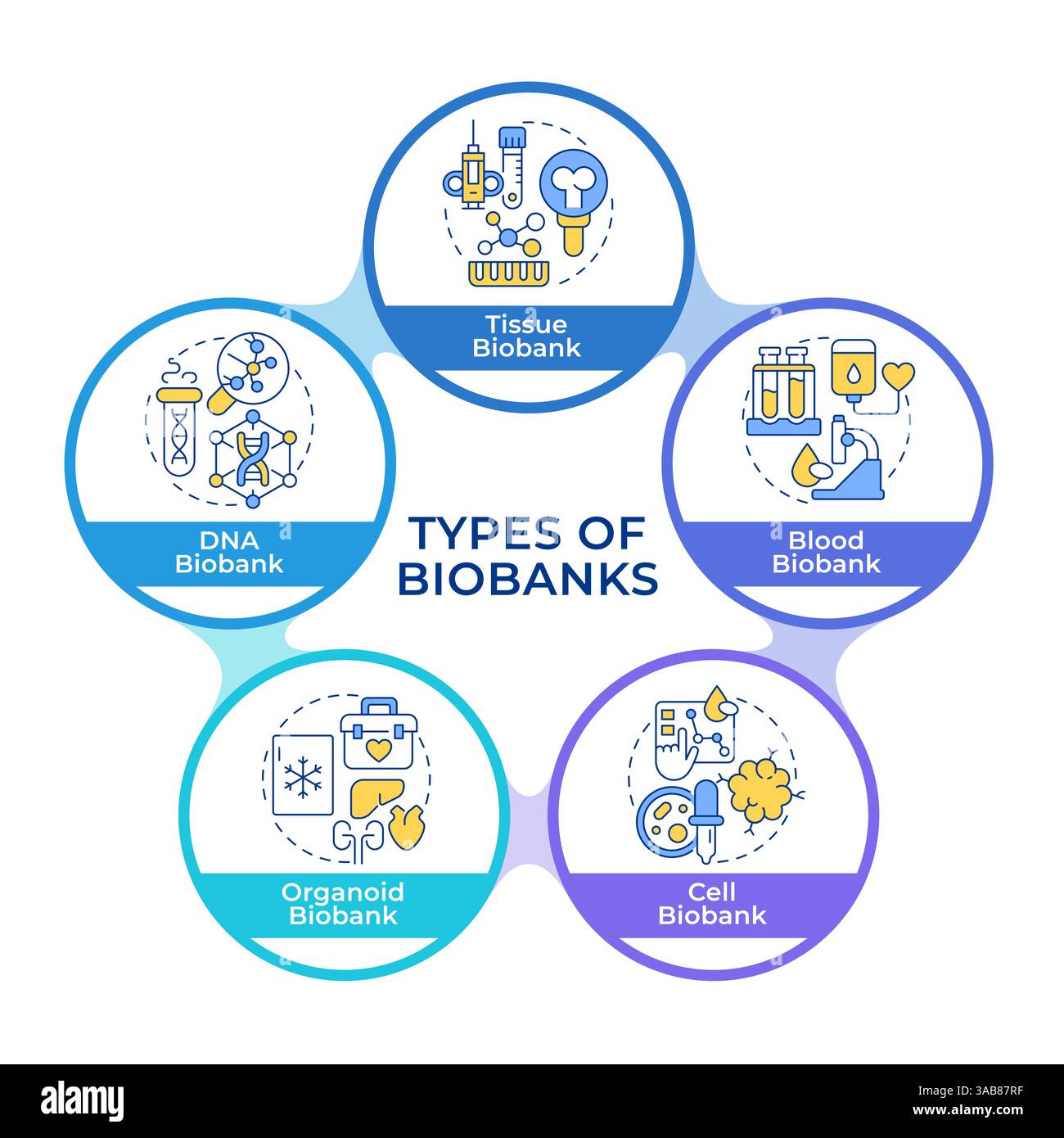 Types of biobanks infographic circles flowchart Stock Vector Image ...