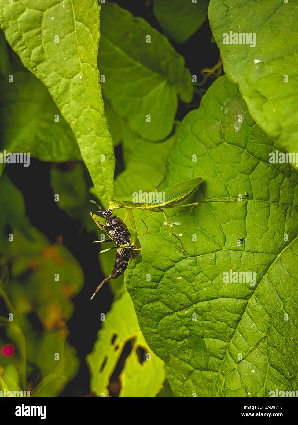 Juvenile praying mantis catch black soldier fly as the prey Stock Photo ...