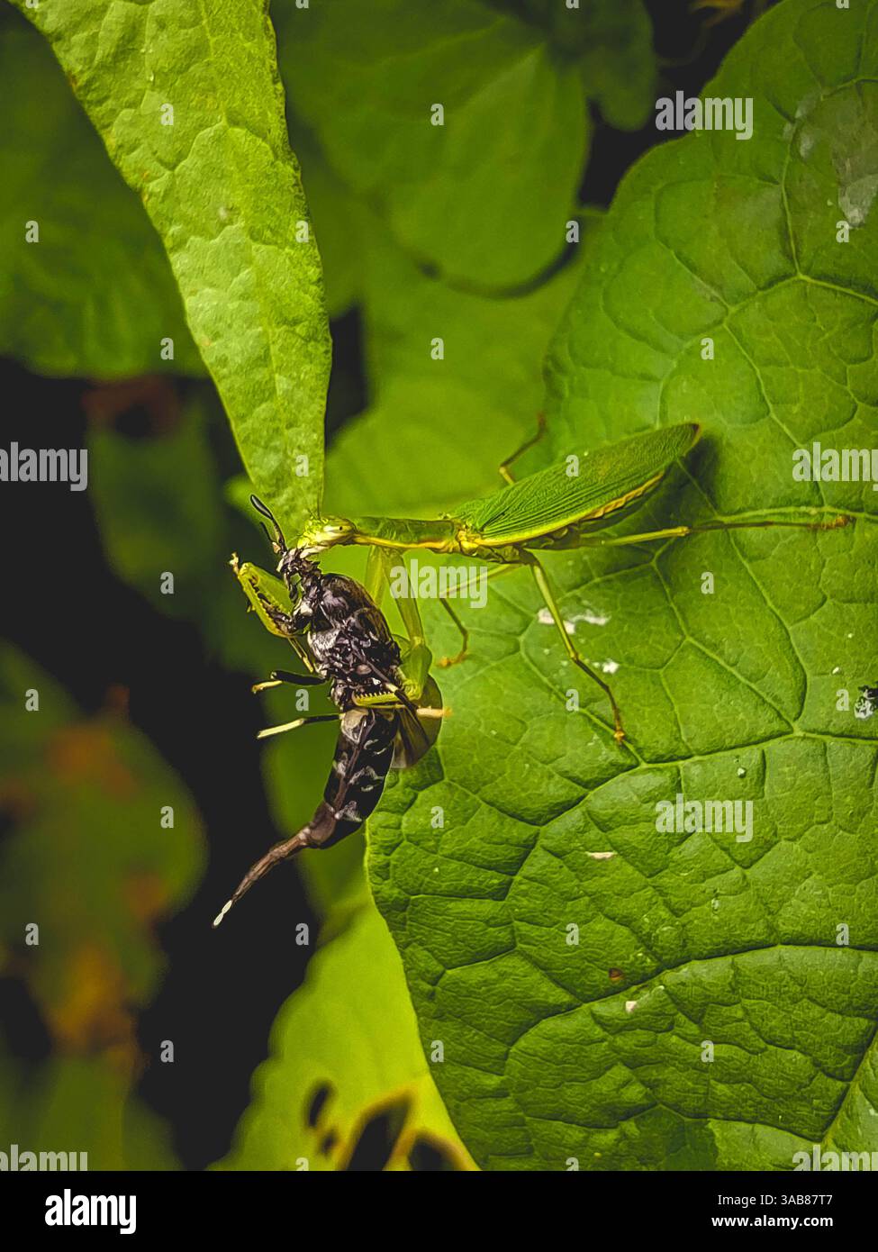 Juvenile praying mantis catch black soldier fly as the prey Stock Photo ...