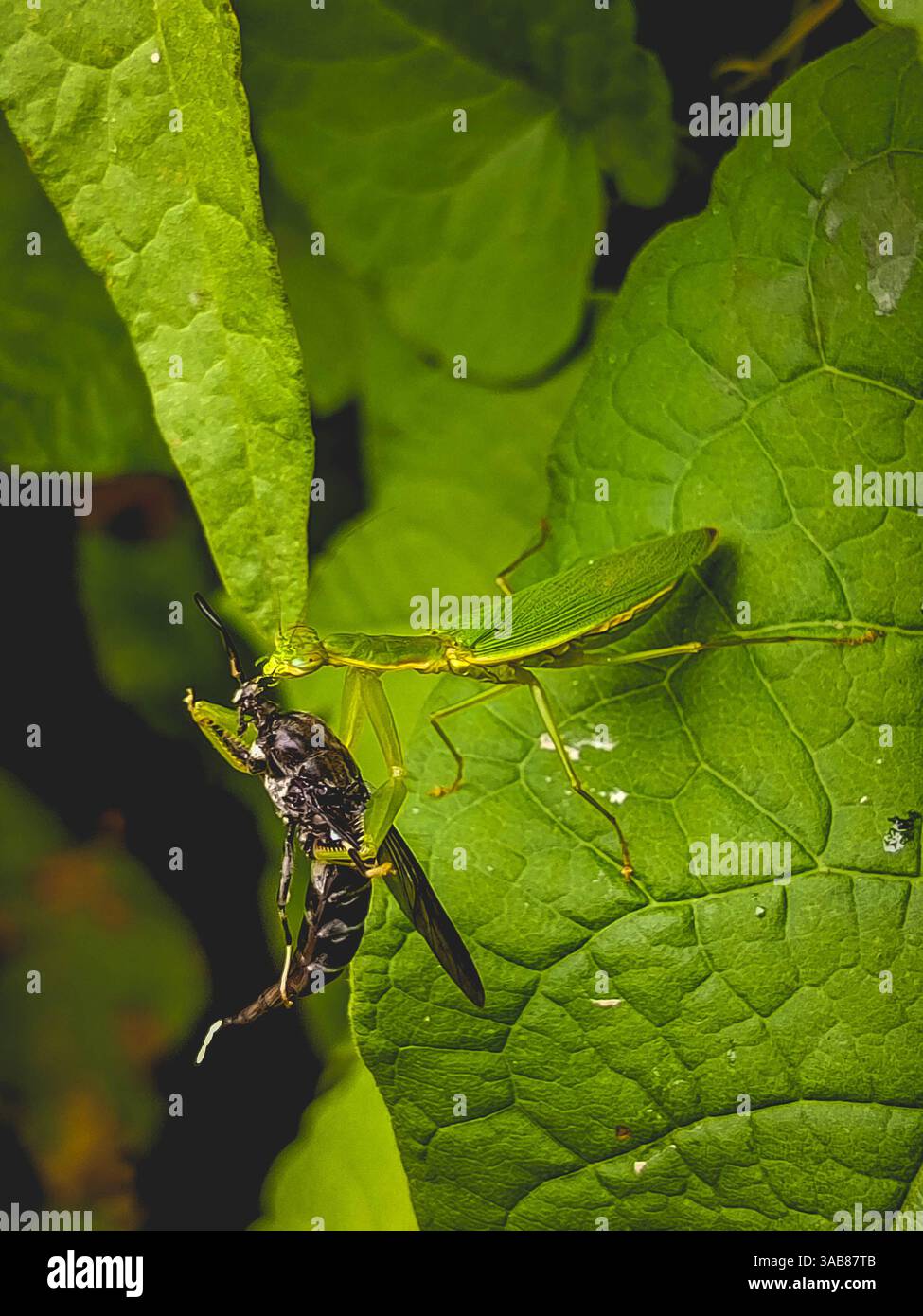 Juvenile praying mantis catch black soldier fly as the prey Stock Photo ...